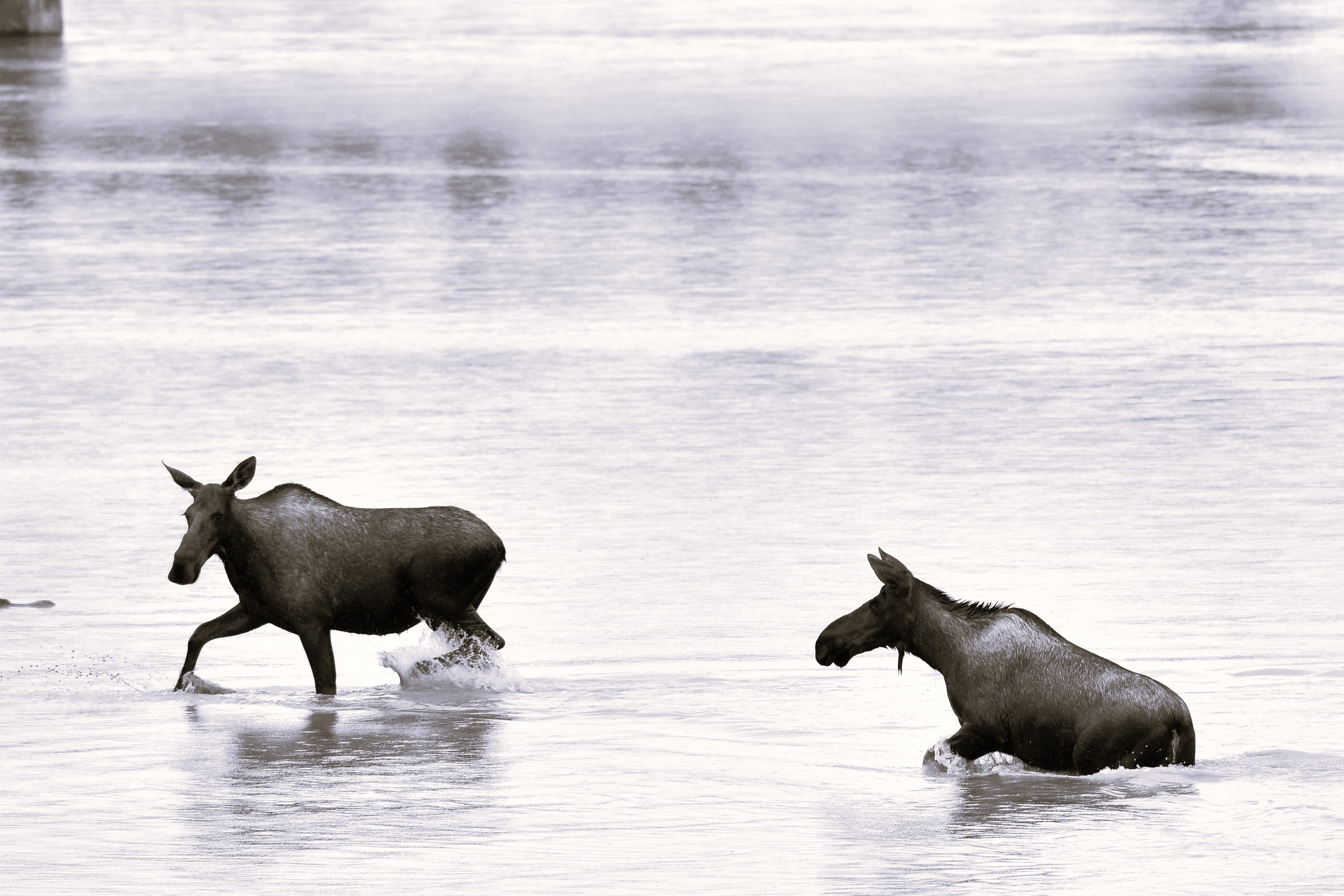 Friday Happy Hour: Pool Moose Edition
