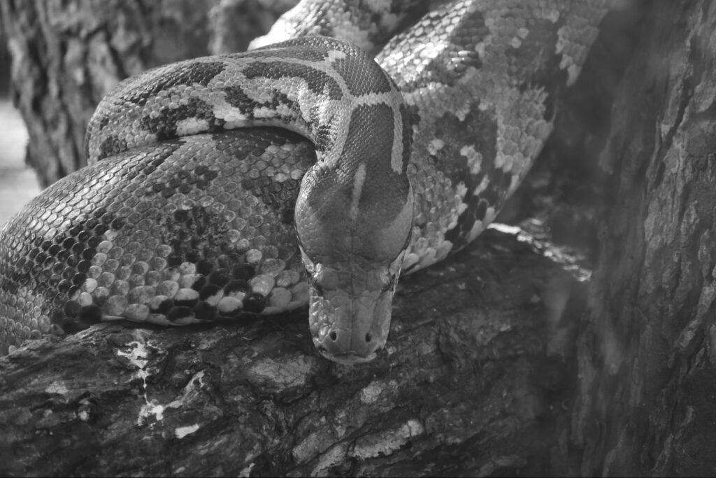 Friday Happy Hour: Giant Snake Edition