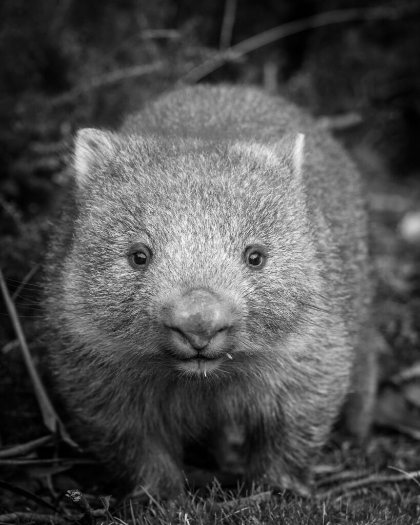 Friday Happy Hour: Wombat Edition